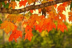 Southern Red October – A Southern Life